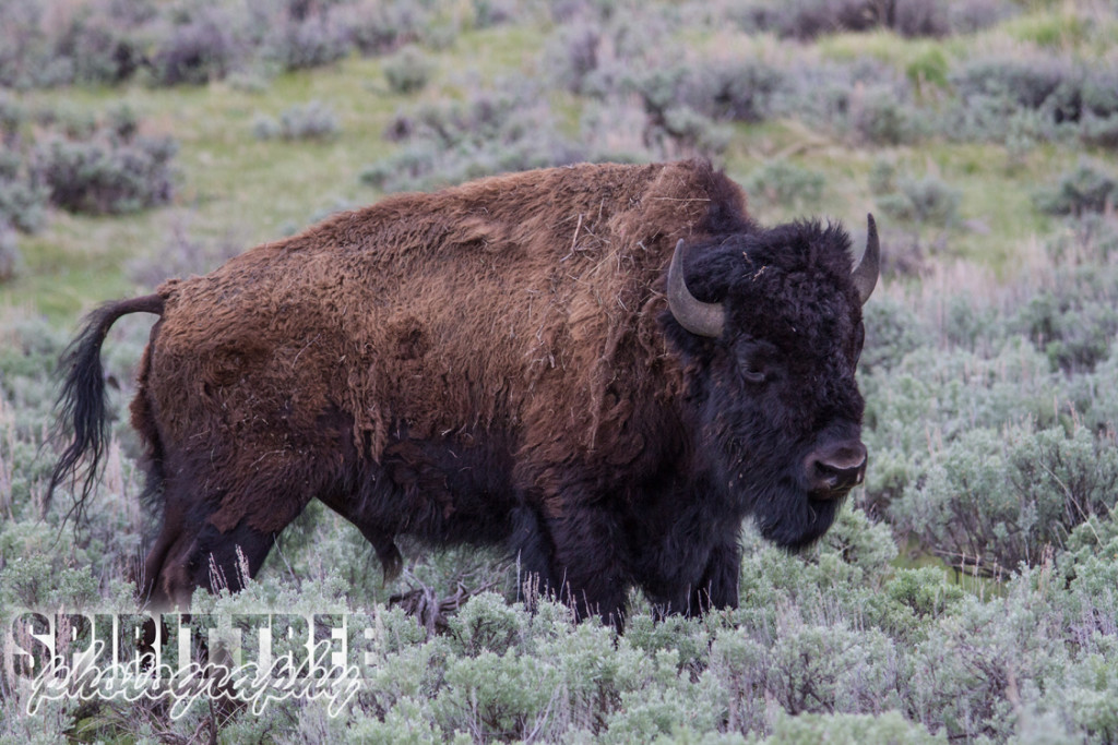 The Mighty Buffalo – Spirit Tree Photography