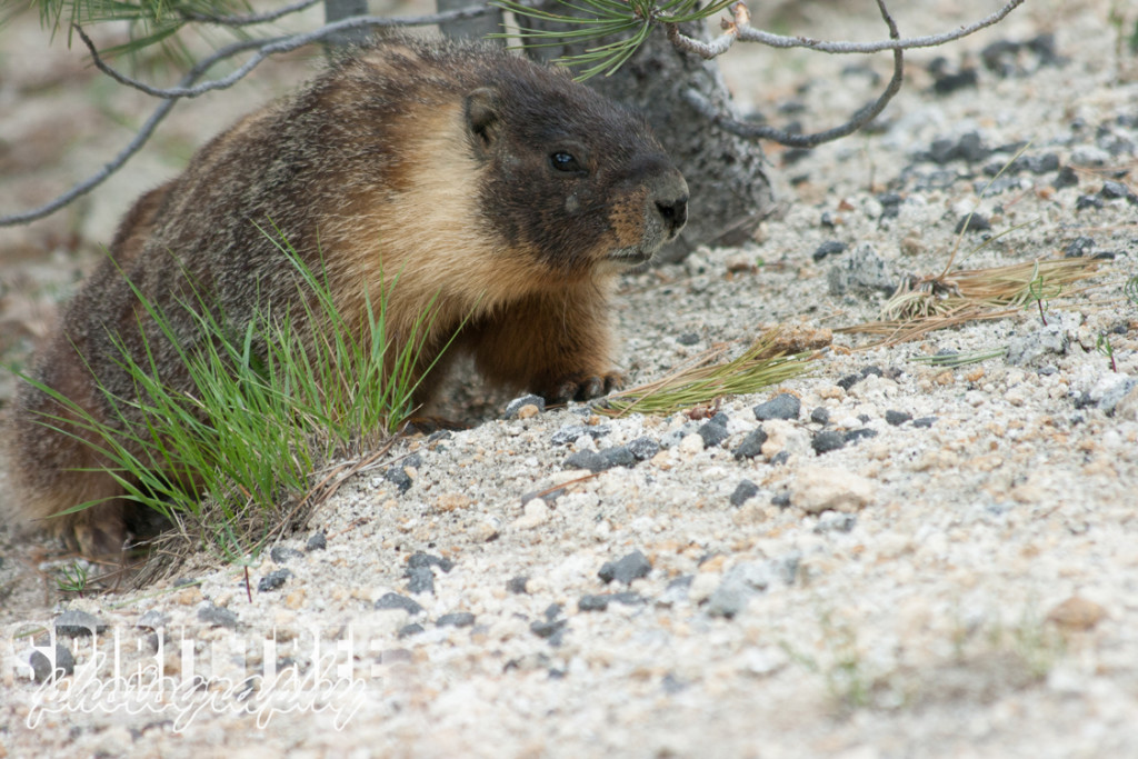 Cute Marmot – Spirit Tree Photography